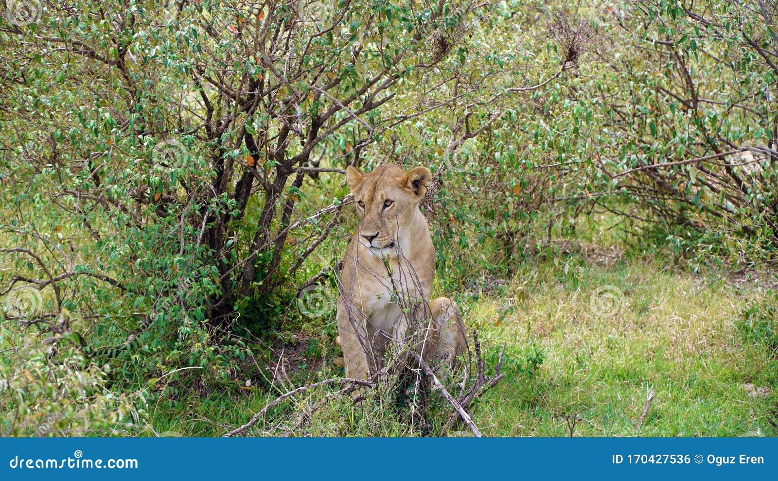 Female Lion Sitting between Trees Stock Photo - Image of animal ...