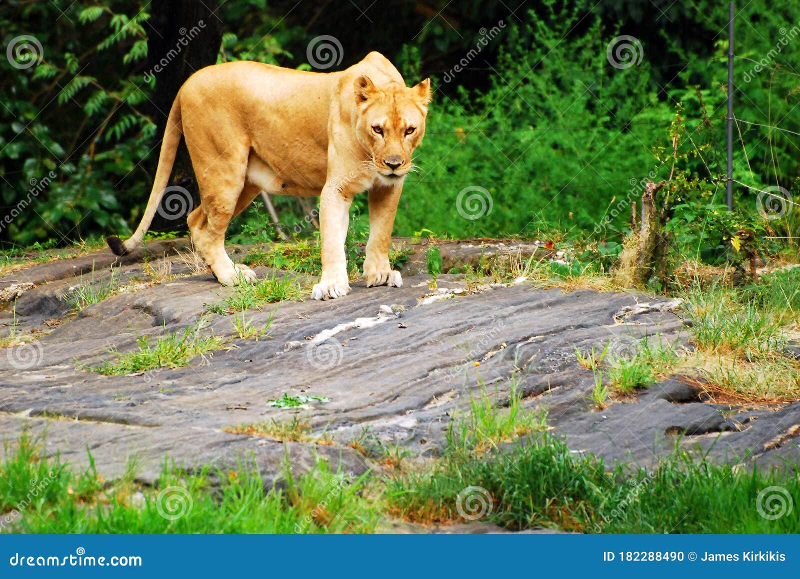 A Female Lion Stalks Its Prey Editorial Image - Image of female, hair ...