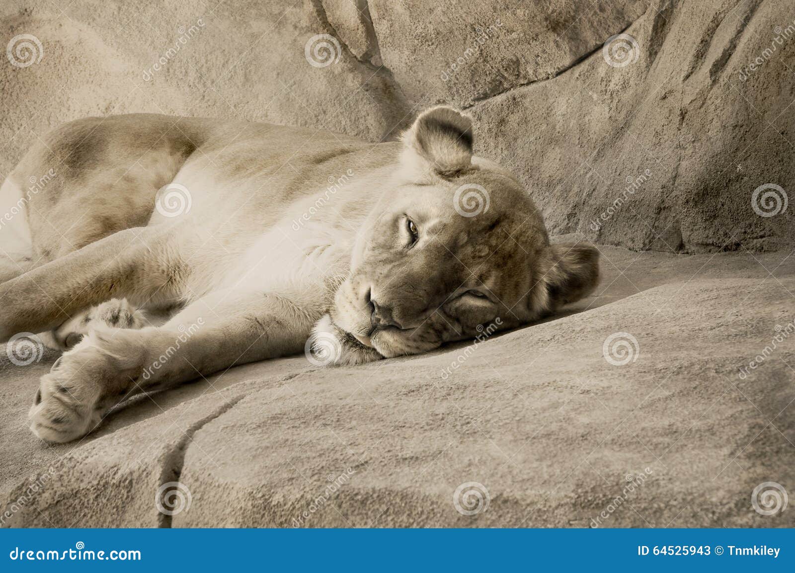Female lion stock image. Image of cave, tired, female - 64525943