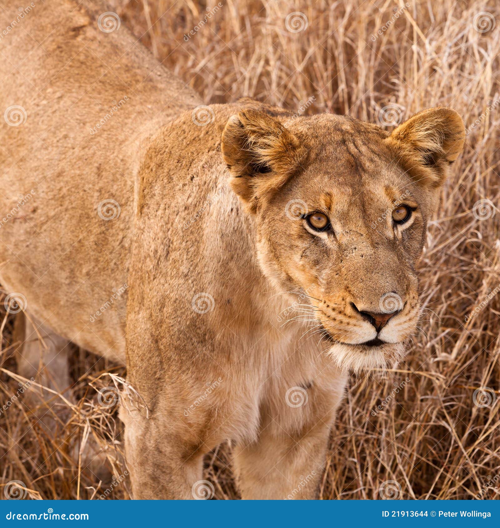 Female Lion Walking through the Grass Stock Photo - Image of hunter ...