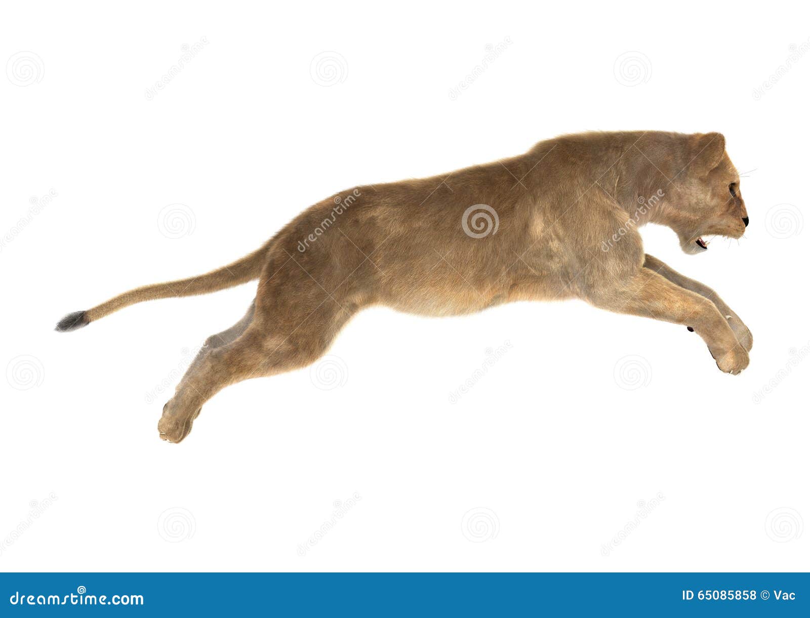 Lioness Leaping