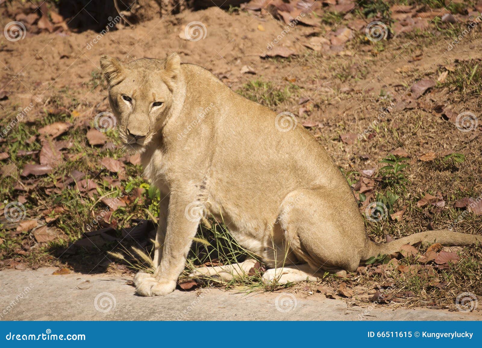 Female Lion Will Be Sitting Stock Image - Image of hunter, safari: 66511615