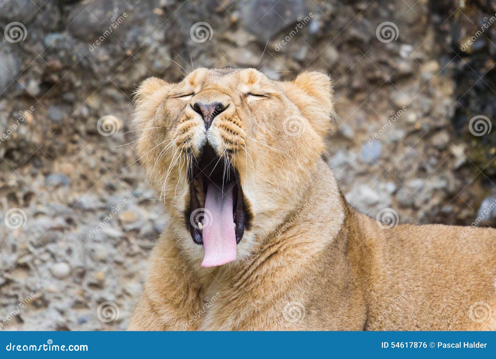 Female lion yawning stock photo. Image of natural, ears - 54617876