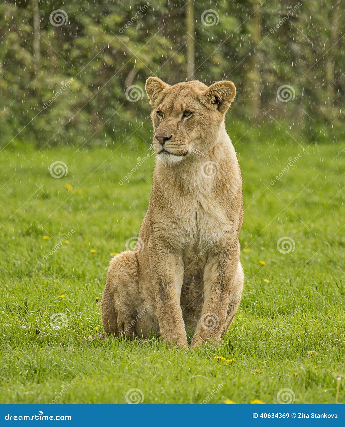 Lion Sitting Behind Lioness