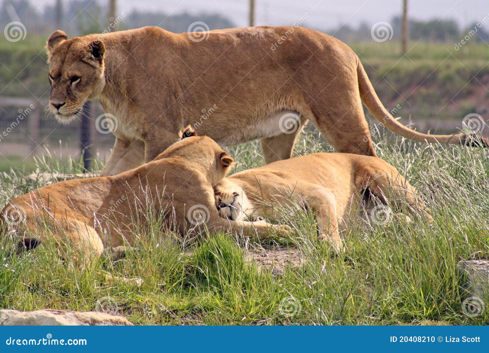 Female lioness stock photo. Image of mammal, hair, black - 20408210