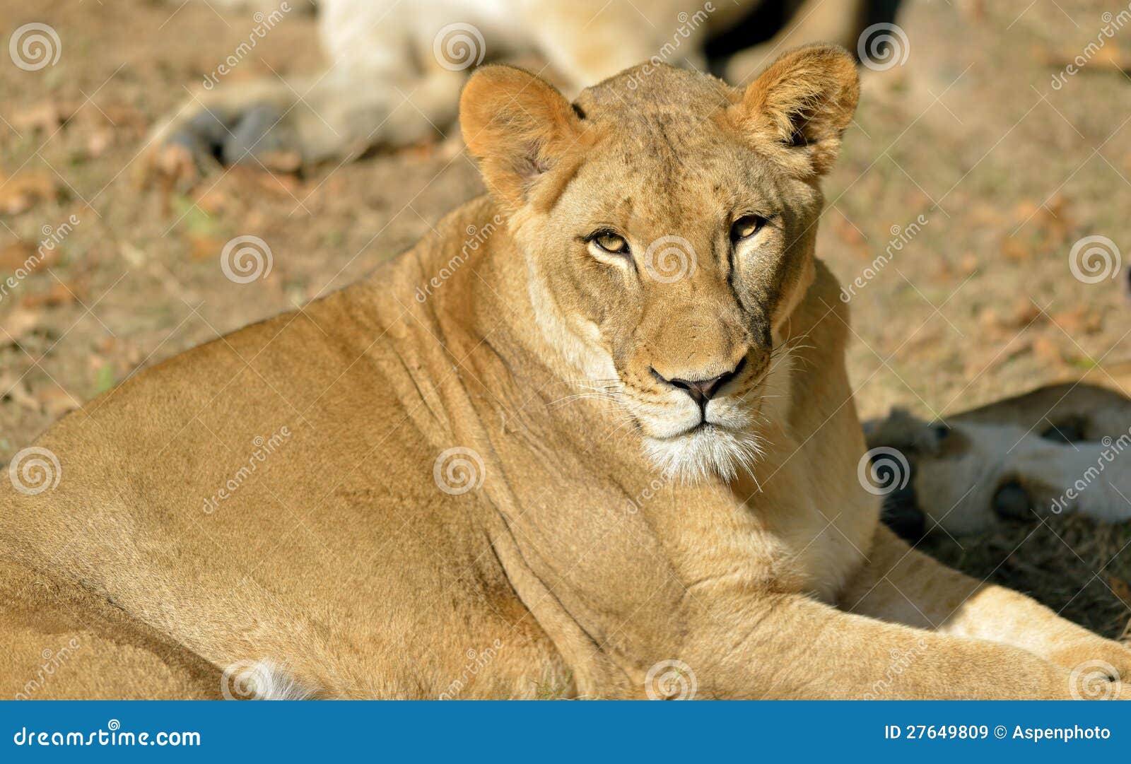 Female Lioness stock image. Image of animal, wildlife - 27649809