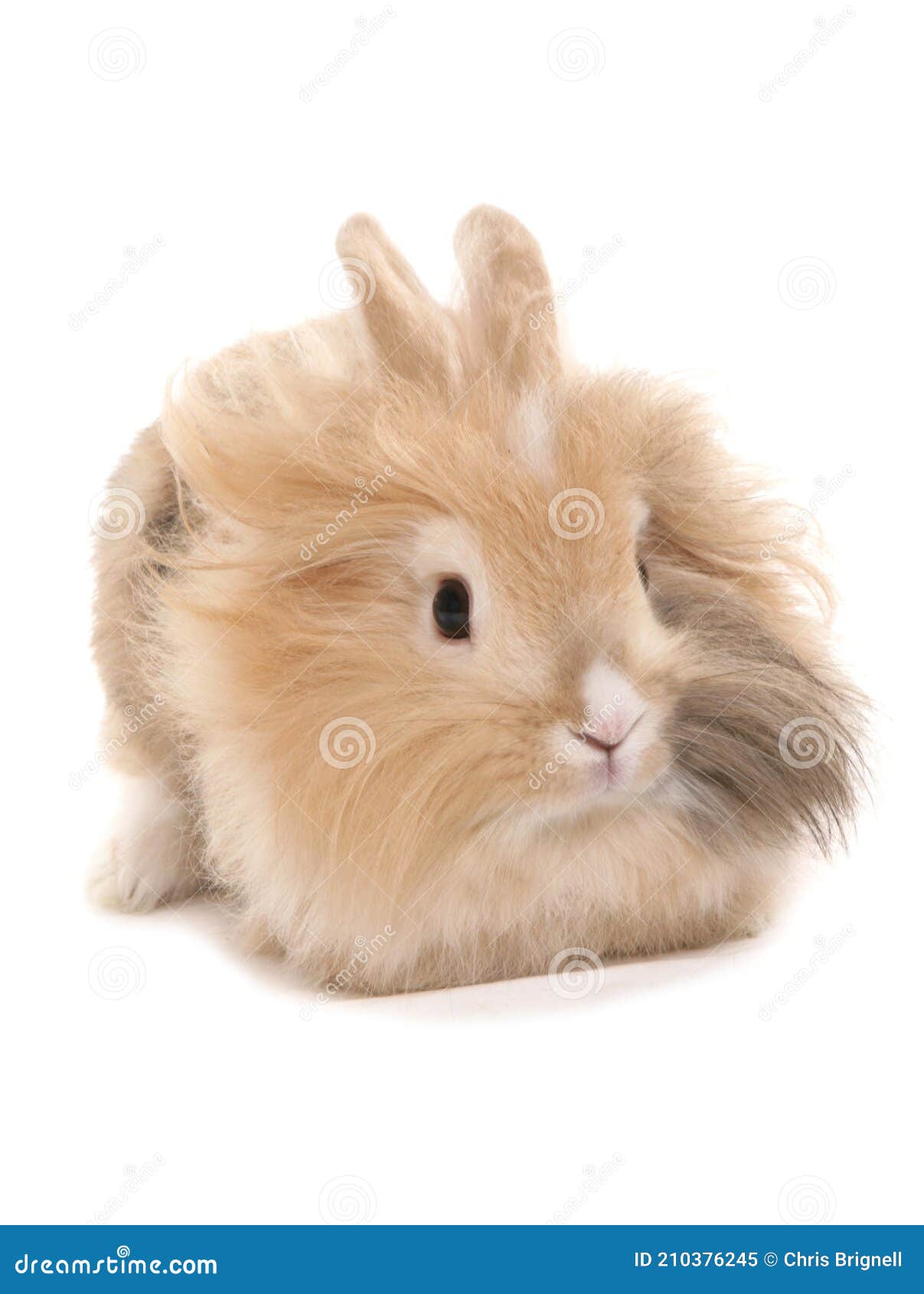 Female lionhead rabbit stock image. Image of single - 210376245