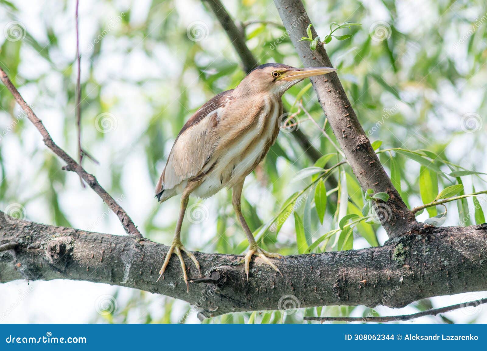 Female Little Bittern Walking Along a Tree Branch Stock Photo - Image ...