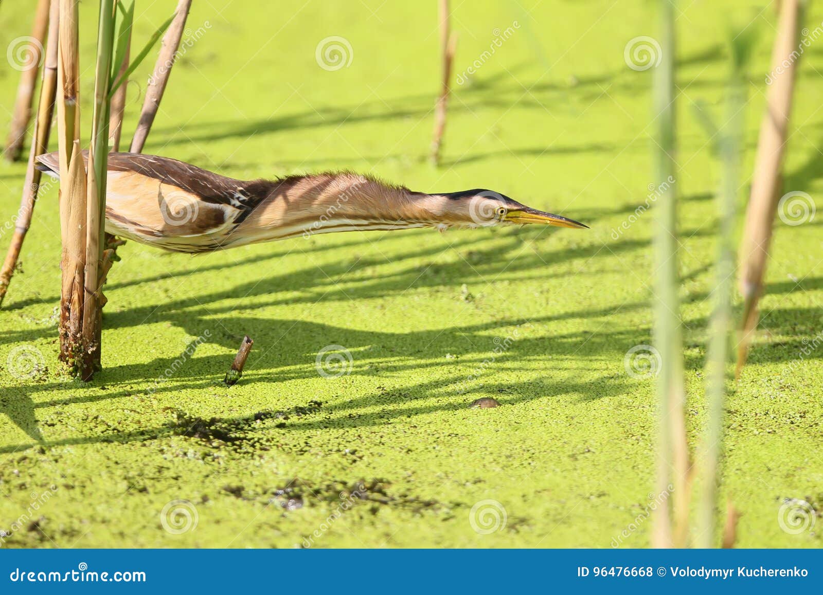 Female Littlr Bittern Ready Stock Photo - Image of light, ixobrychus ...