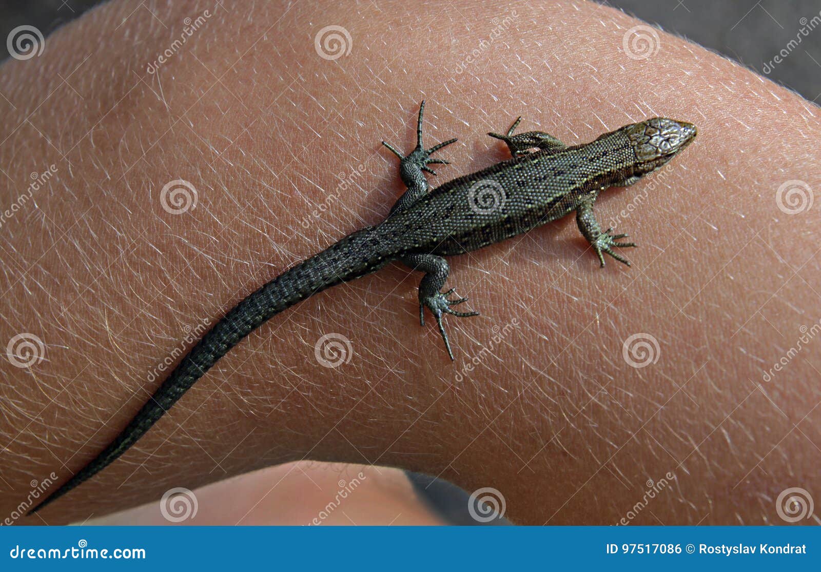 Female lizard stock photo. Image of asia, closeup, outdoor - 97517086