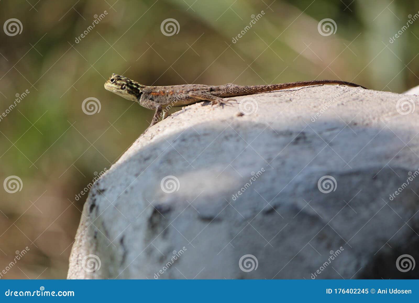Female Lizard of West Africa Stock Image - Image of female, forest ...