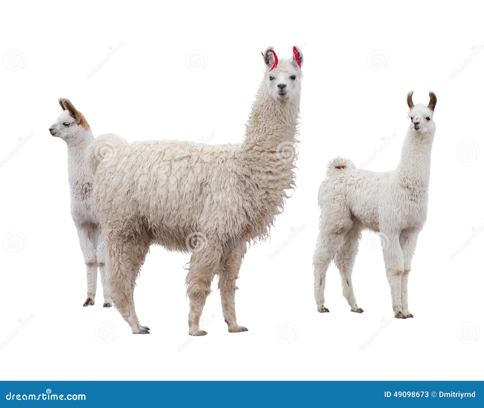 Female llama with babies stock image. Image of baby, view - 49098673