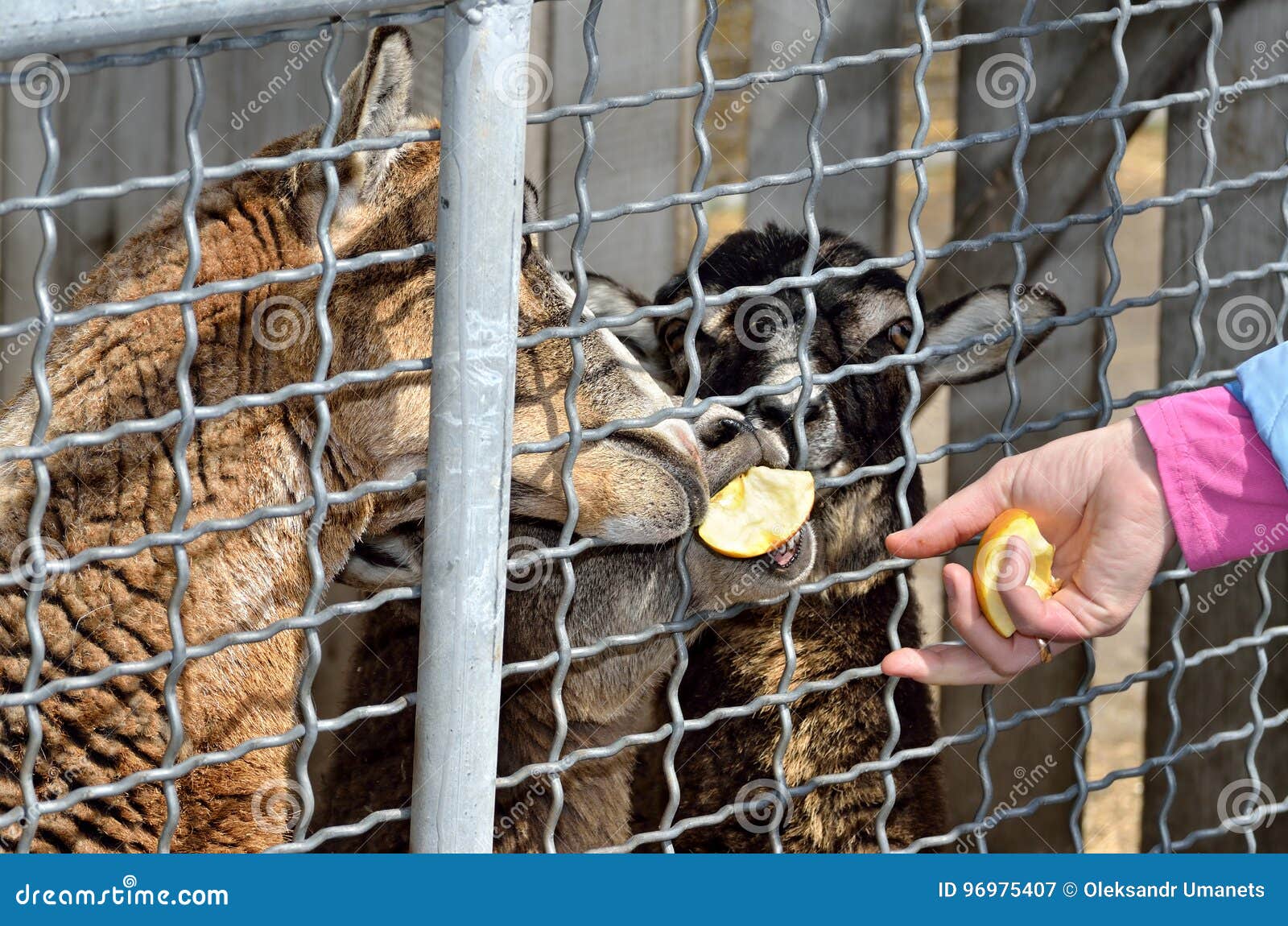 The Female Llama. Lama Face Closeup. Lama Glama. Lama Glama In The Farm ...