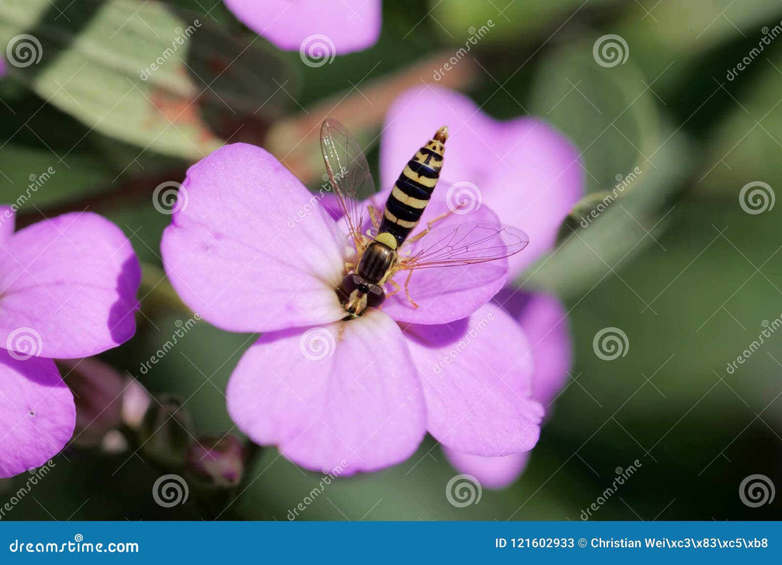 Female Long Hoverfly Sphaerophoria Scripta Stock Image - Image of ...