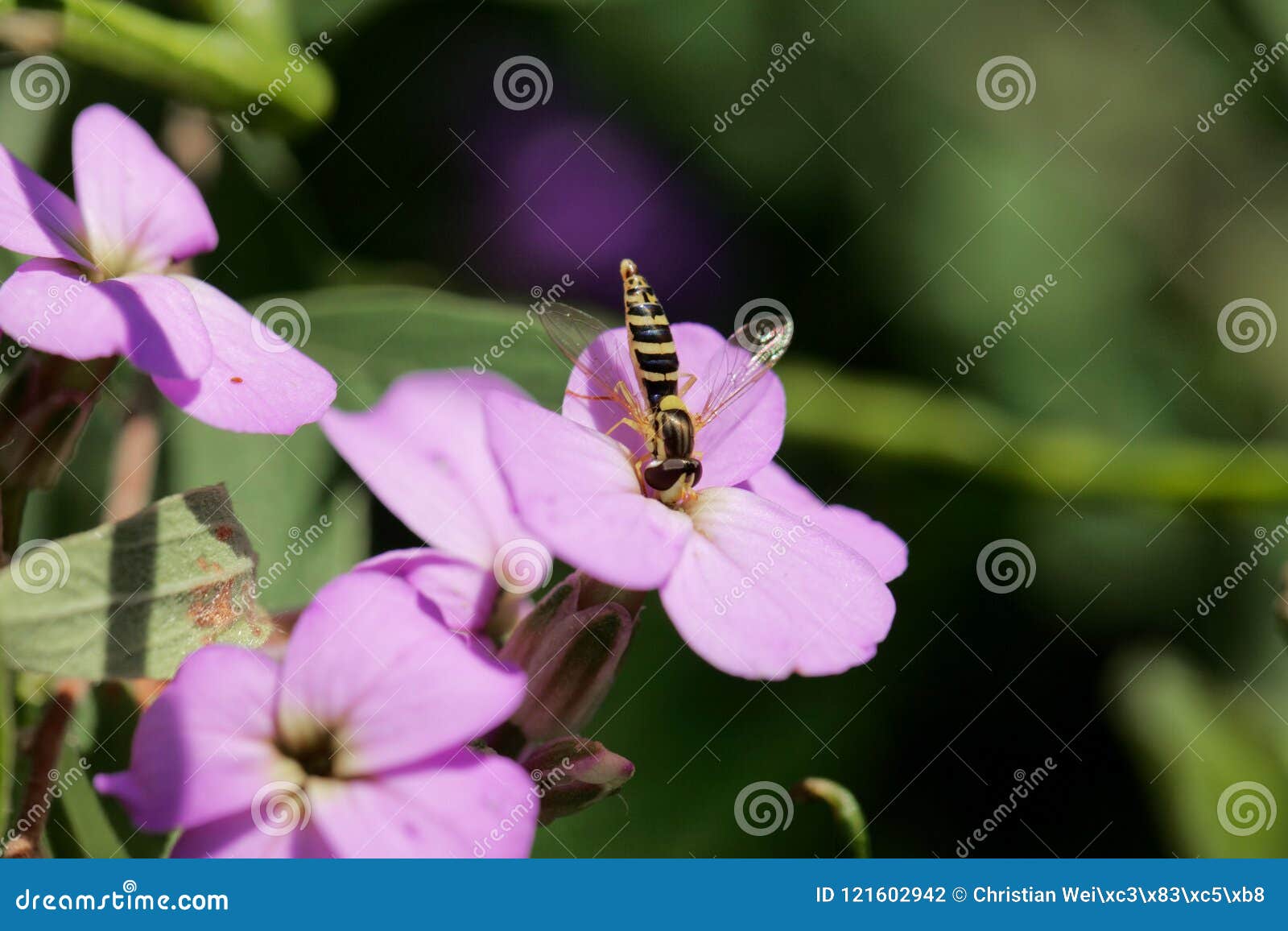 Female Long Hoverfly Sphaerophoria Scripta Stock Photo - Image of green ...