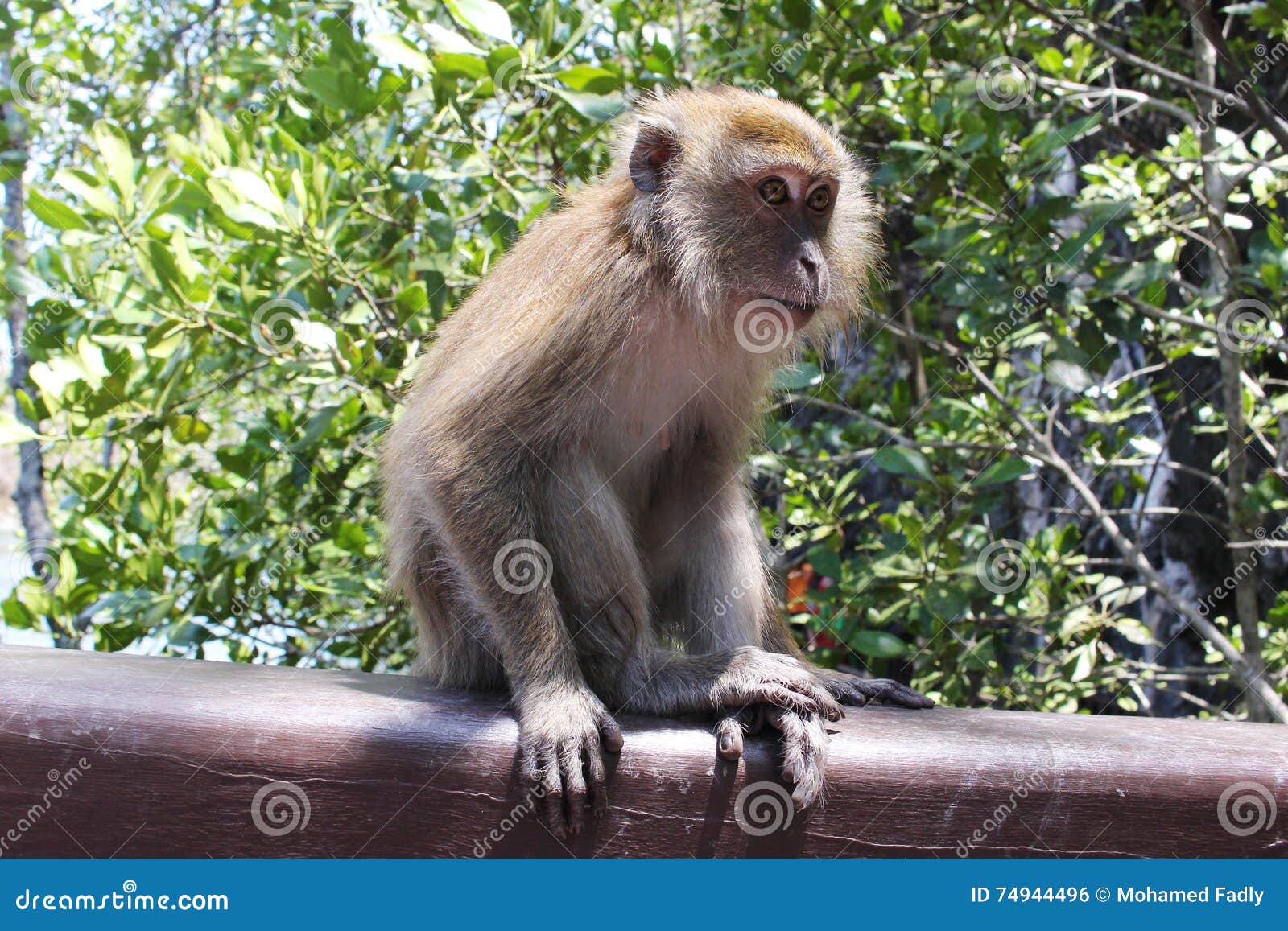 Female Long-Tailed Macaque, Monkey Sitting, Langkawi, Malaysia Stock ...