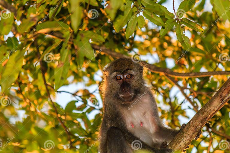 Female Long-tailed Macaque in a Tree Stock Photo - Image of brown ...