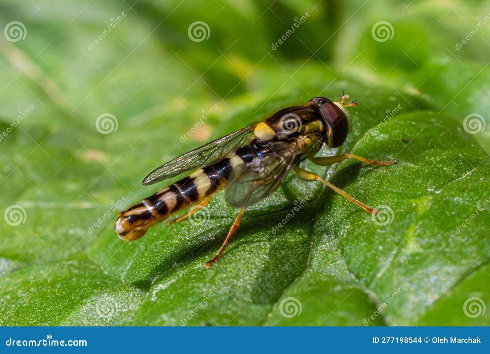 The Female Longfly Sphaerophoria Scripta Sits on a Dandelion Petal ...
