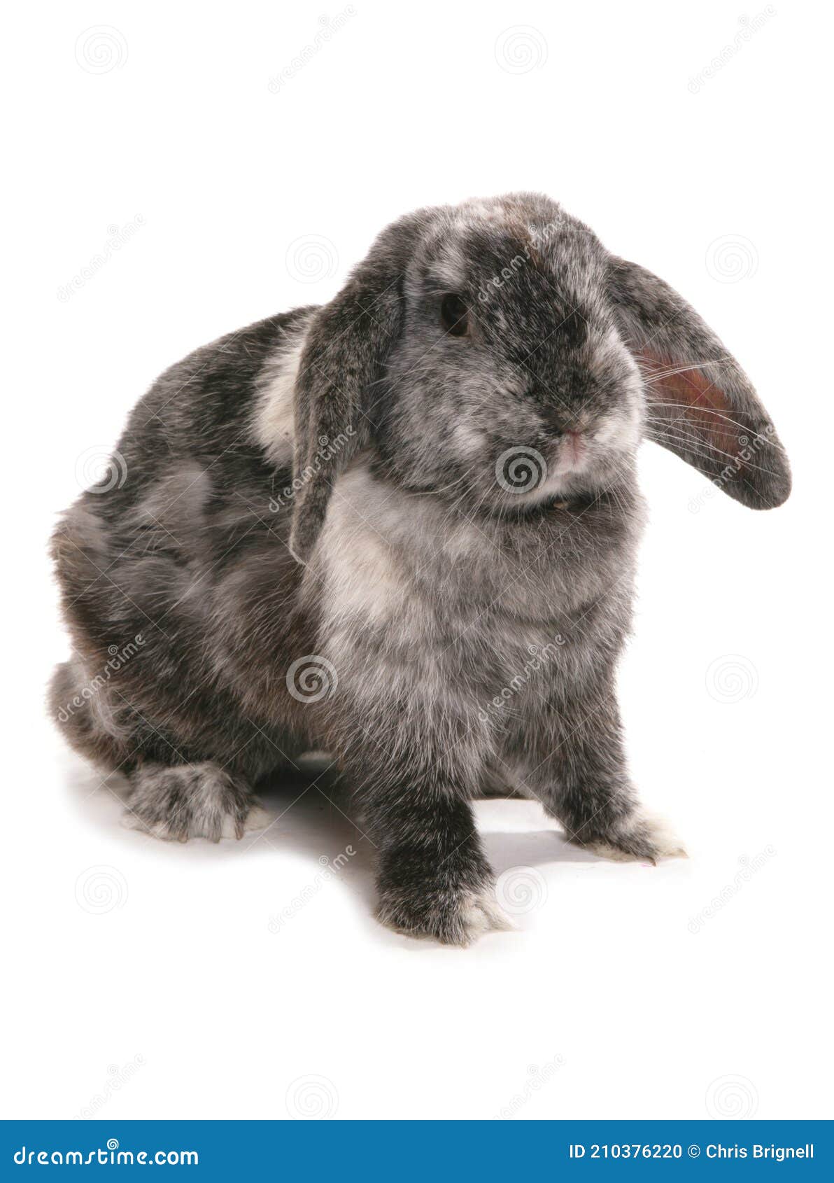 Lop-eared Rabbit In Front View. Isolated On White Background Royalty ...