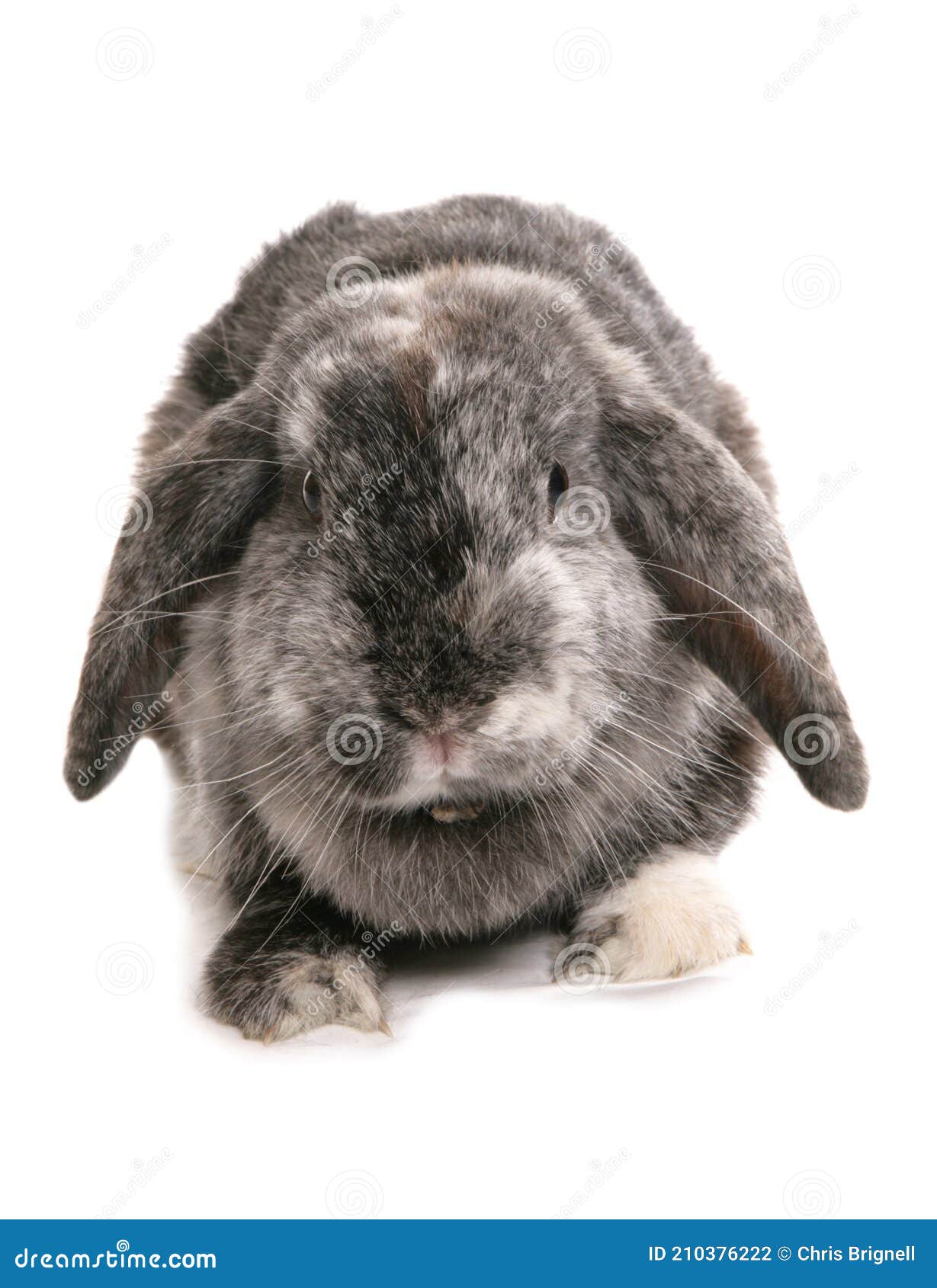 Lop-eared Rabbit In Front View. Isolated On White Background Royalty ...