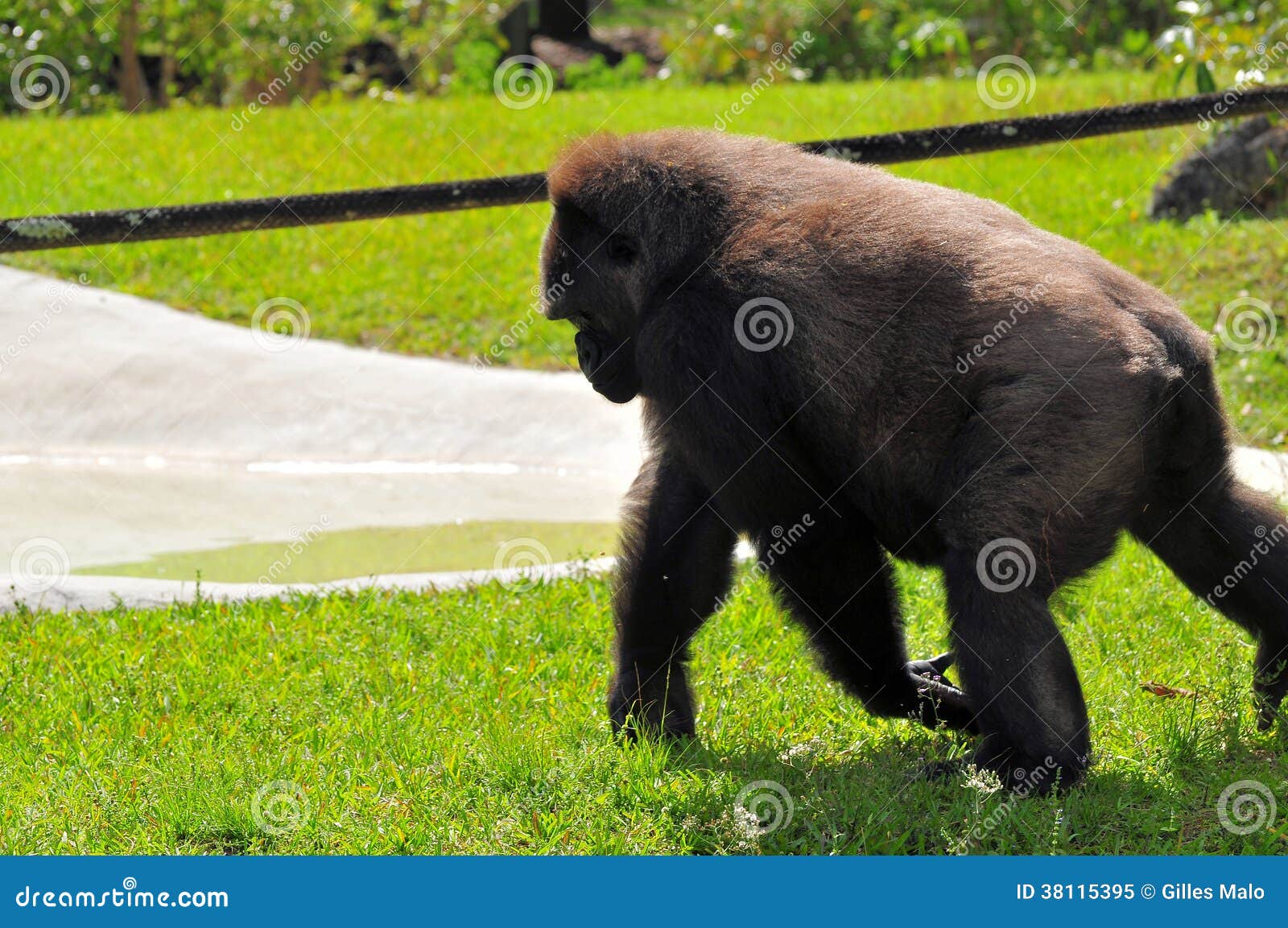Female Lowland Gorilla Walking Stock Image - Image of monkey, tropical ...