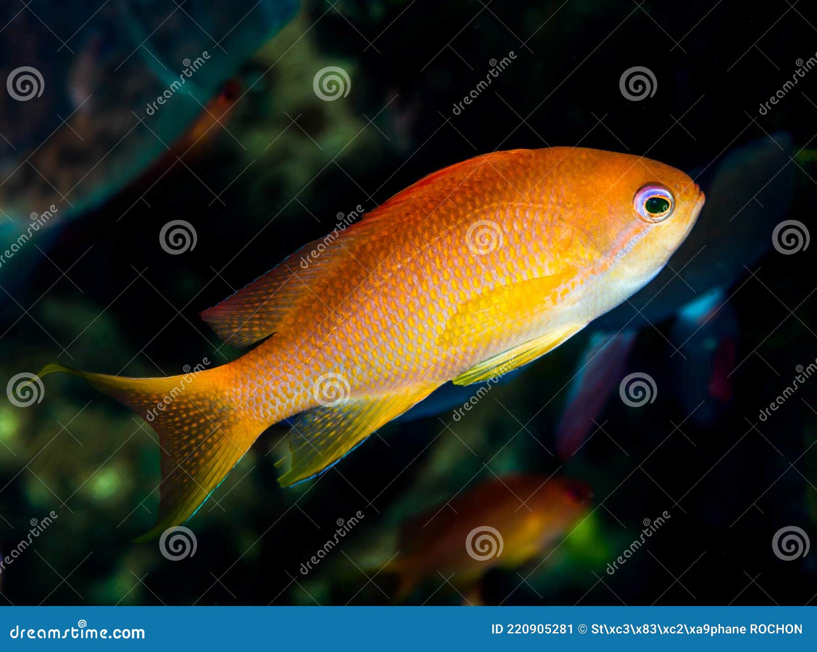 Female luzon anthias fish stock image. Image of mabini - 220905281