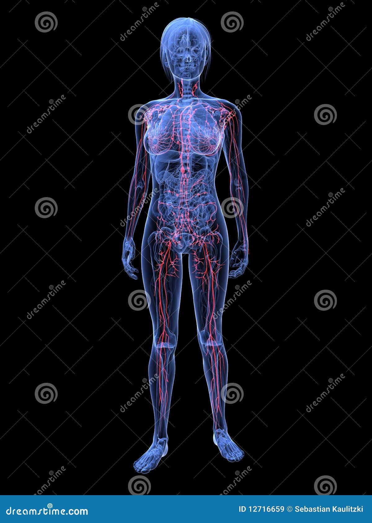 Female lymphatic system stock illustration. Illustration of cell - 12716659