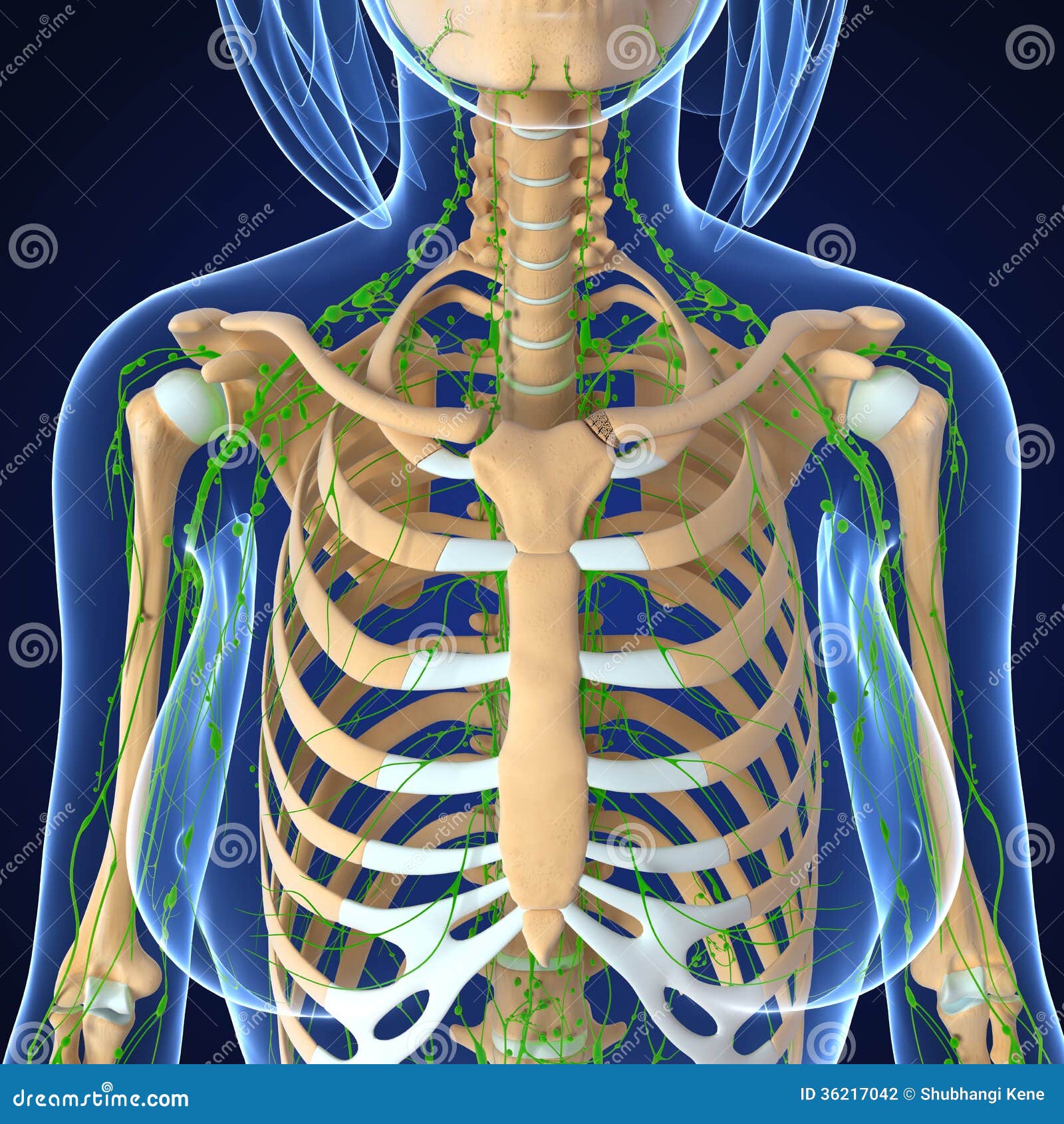 Female Lymphatic System X Ray Stock Illustration - Illustration of ...
