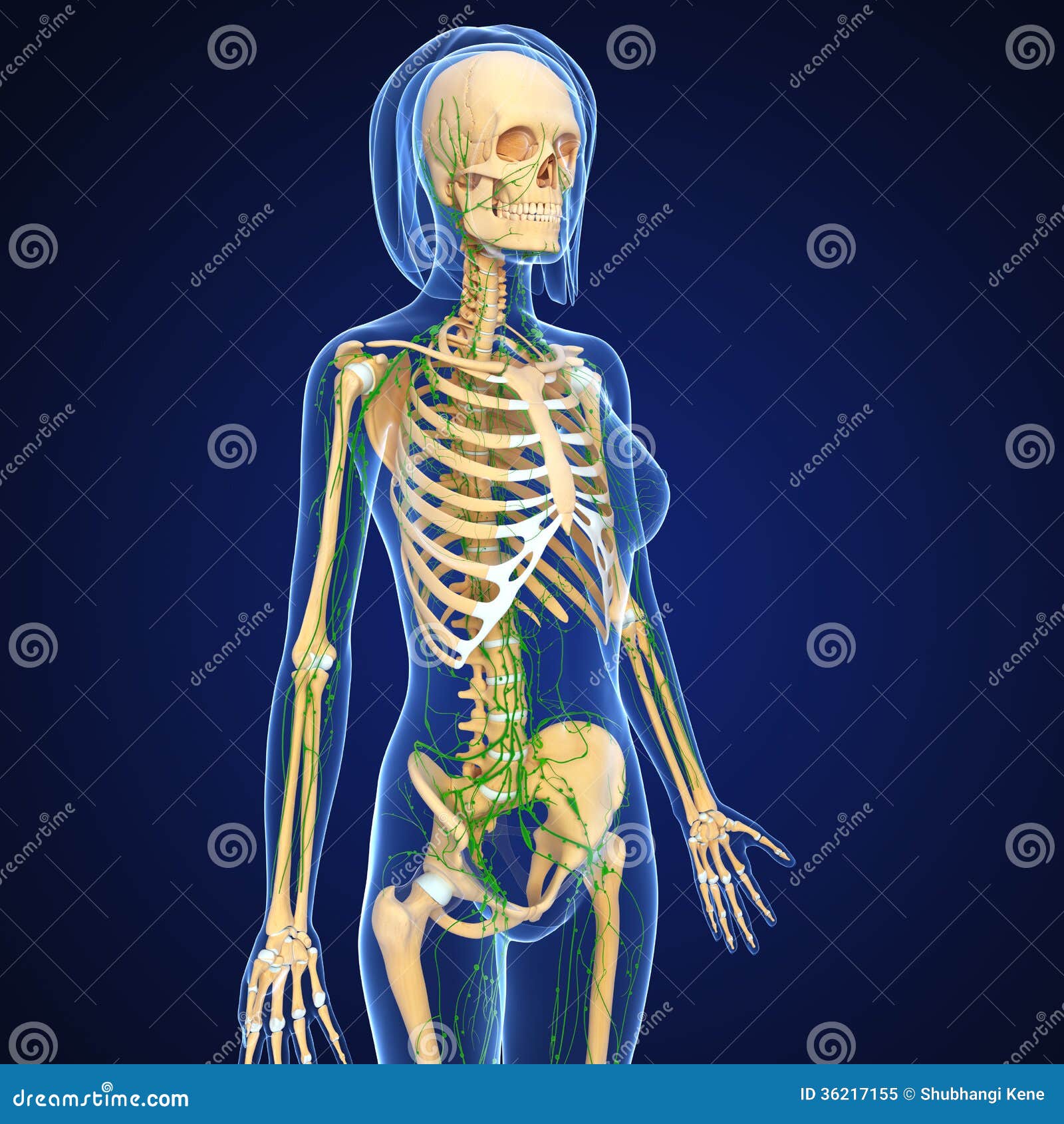 Female Lymphatic System with Skeleton Stock Illustration - Illustration ...