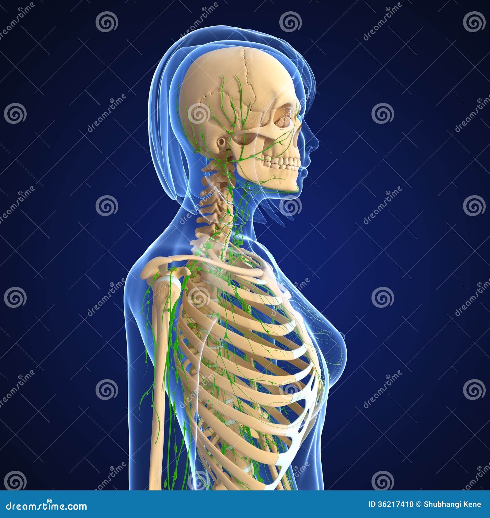 Female Lymphatic System with Skeleton Stock Illustration - Illustration ...