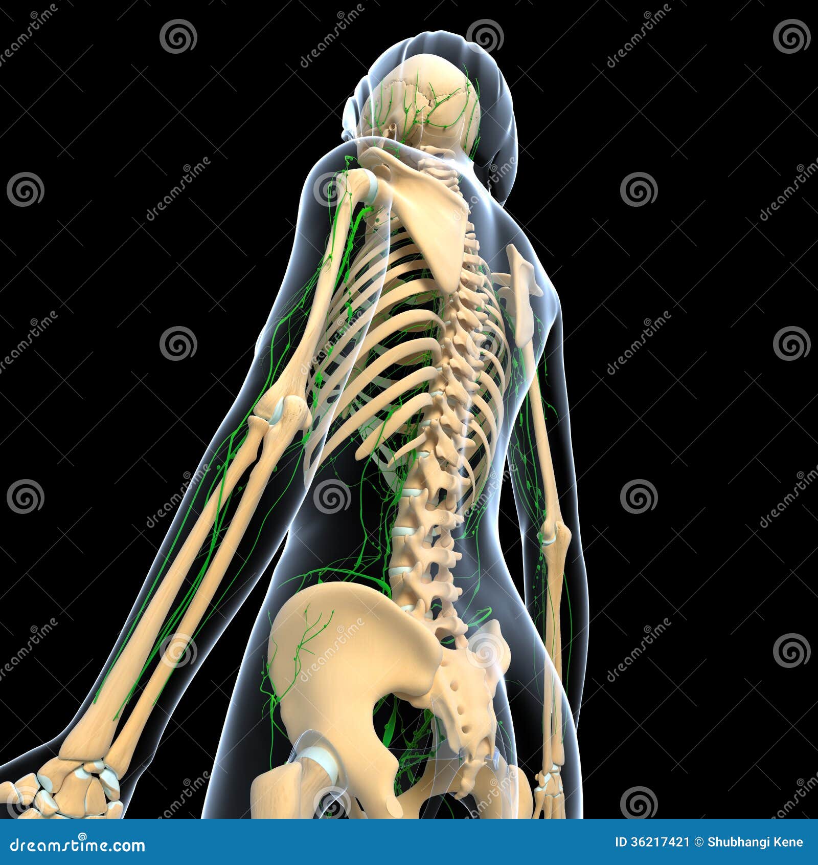 Female Lymphatic System With Skeleton Royalty-Free Cartoon ...