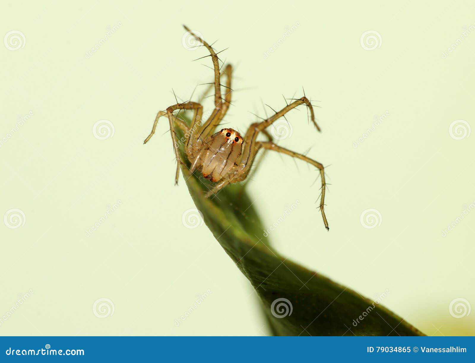Female Lynx Spider on a Defense Stance on a Leaf. Stock Image - Image ...