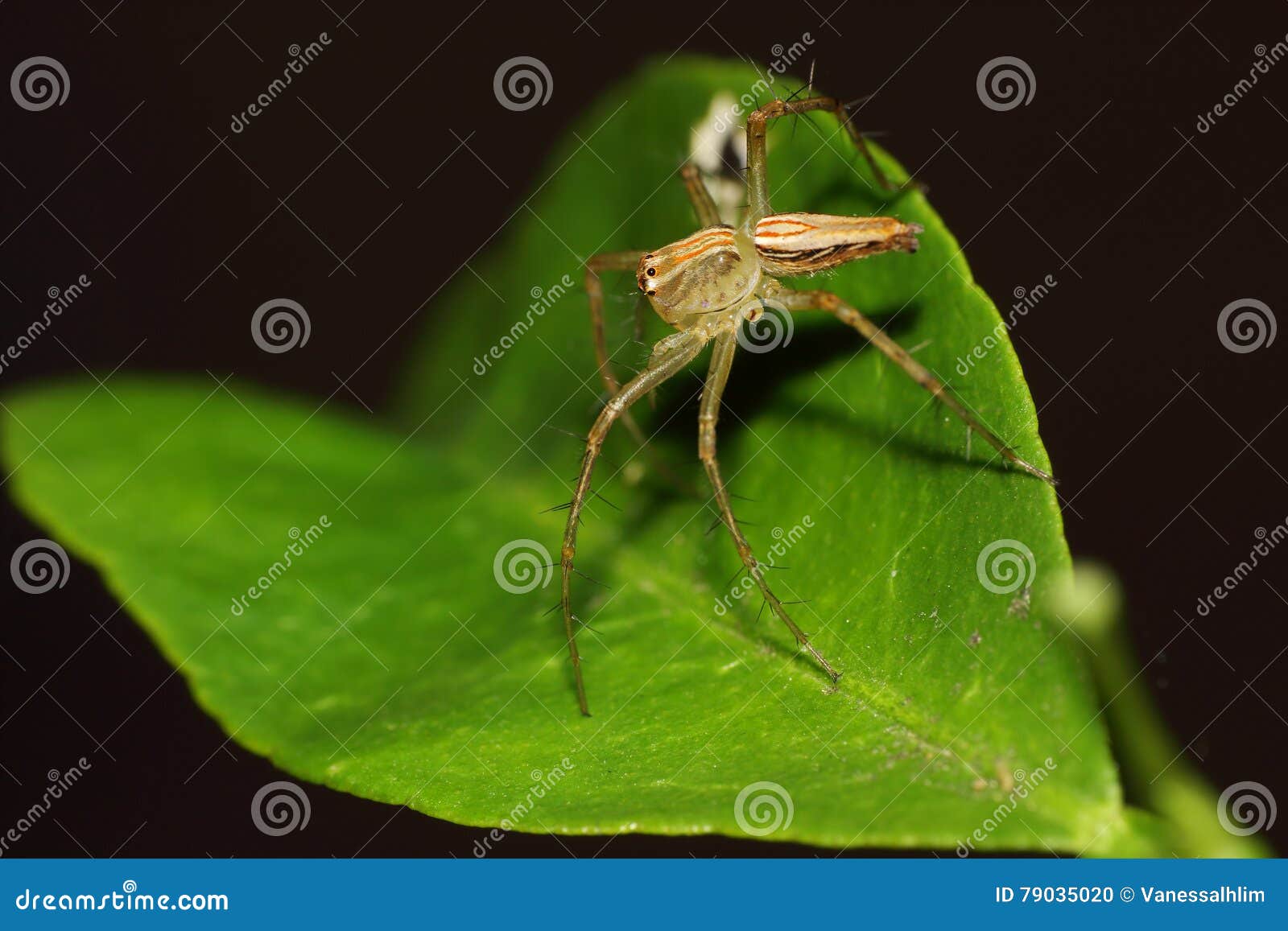 Female Lynx Spider on a Defense Stance on a Leaf. Stock Photo - Image ...