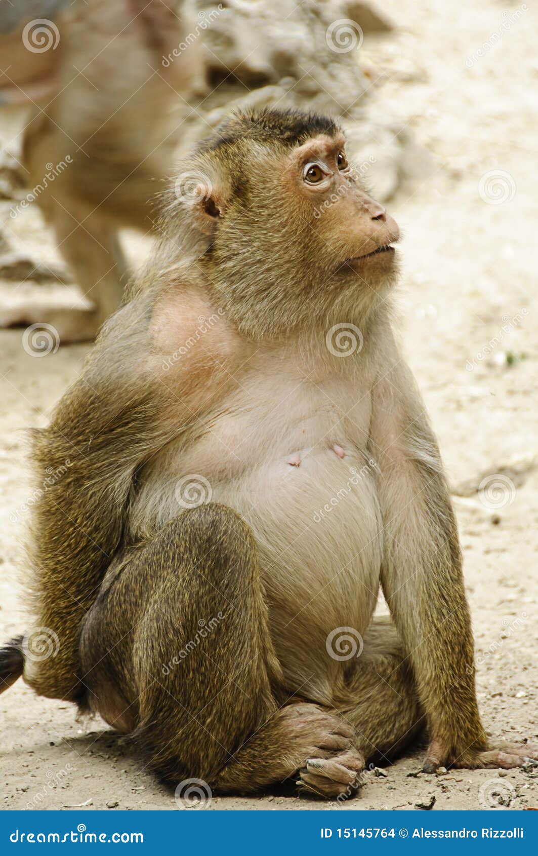 Female macaque stock photo. Image of female, furry, animal - 15145764