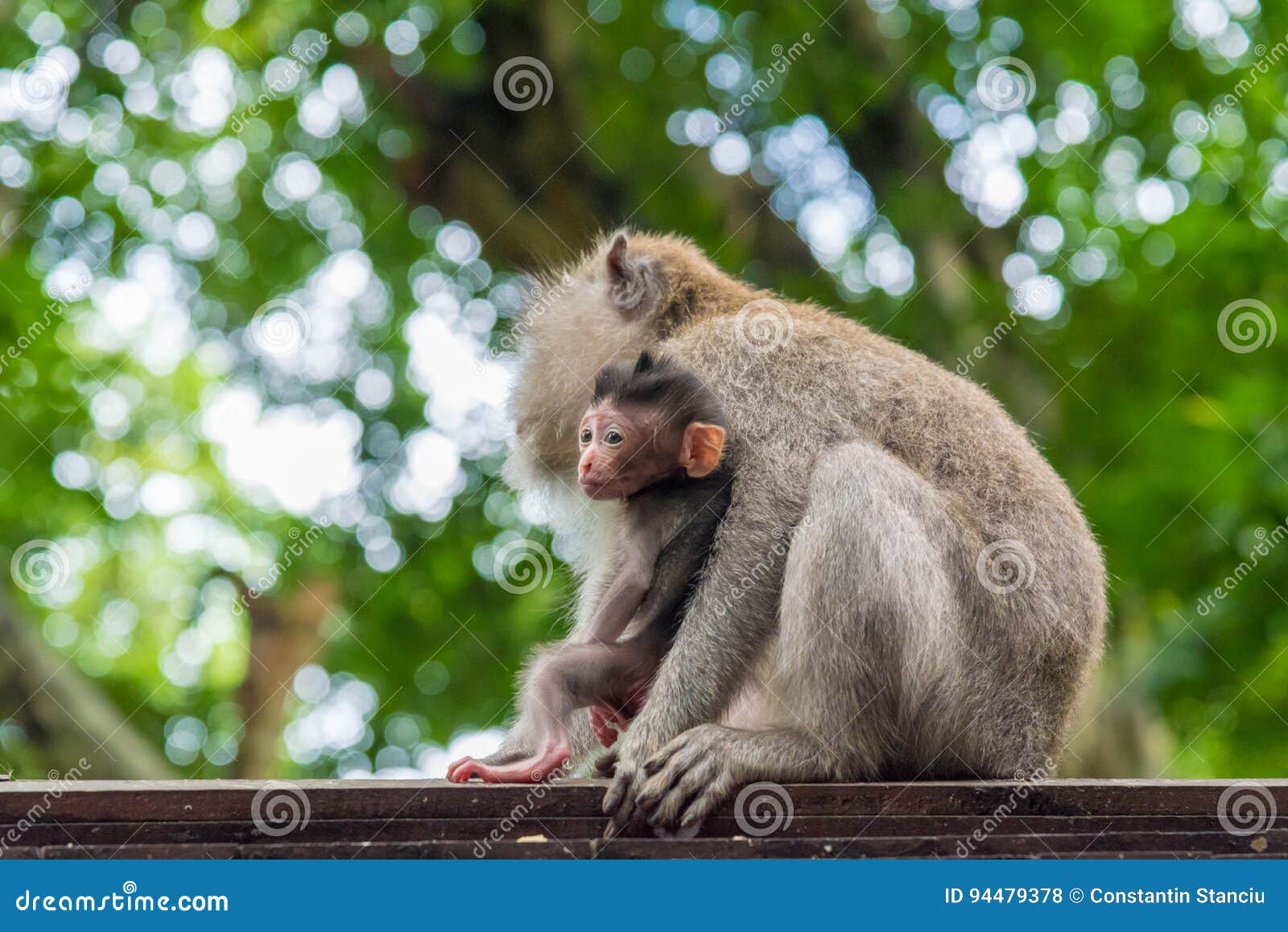 Female Macaque Monkey with Cub at Monkey Forest, Bali, Indonesia Stock ...