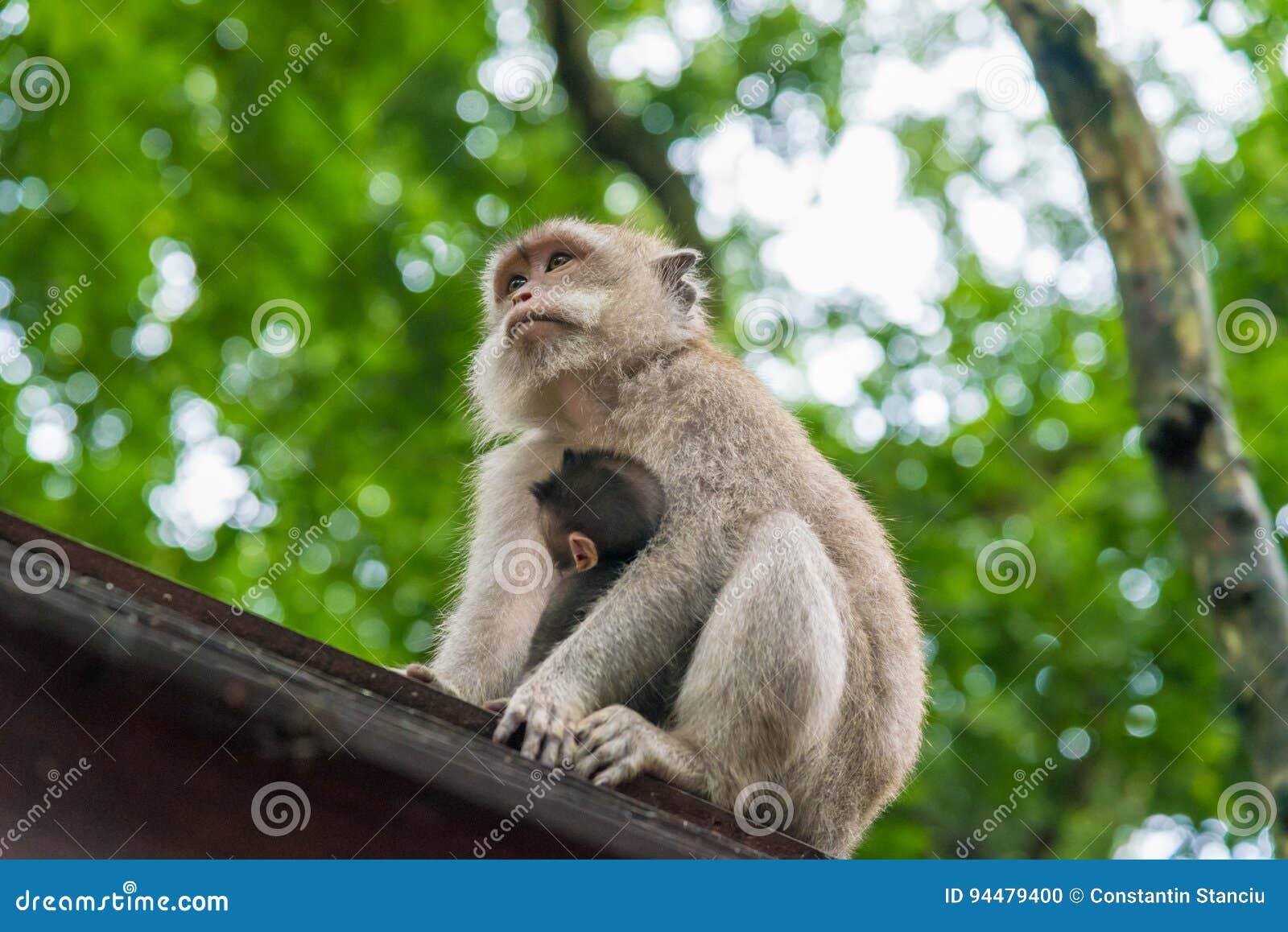 Female Macaque Monkey with Cub at Monkey Forest, Bali, Indonesia Stock ...