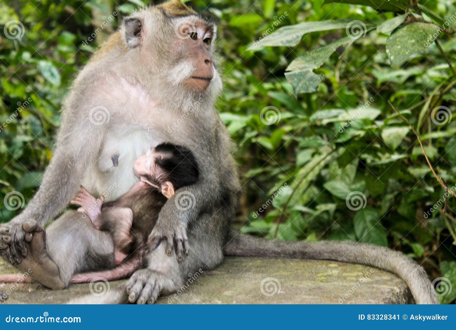 Female Macaque Monkey Feeding Her Baby Stock Image - Image of primate ...