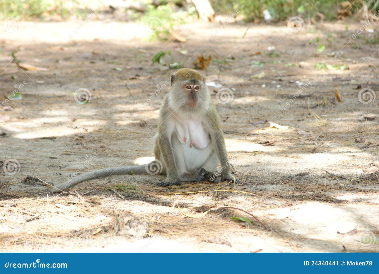 Female Macaque Monkey Sitting Lonly in the Grass Stock Image - Image of ...