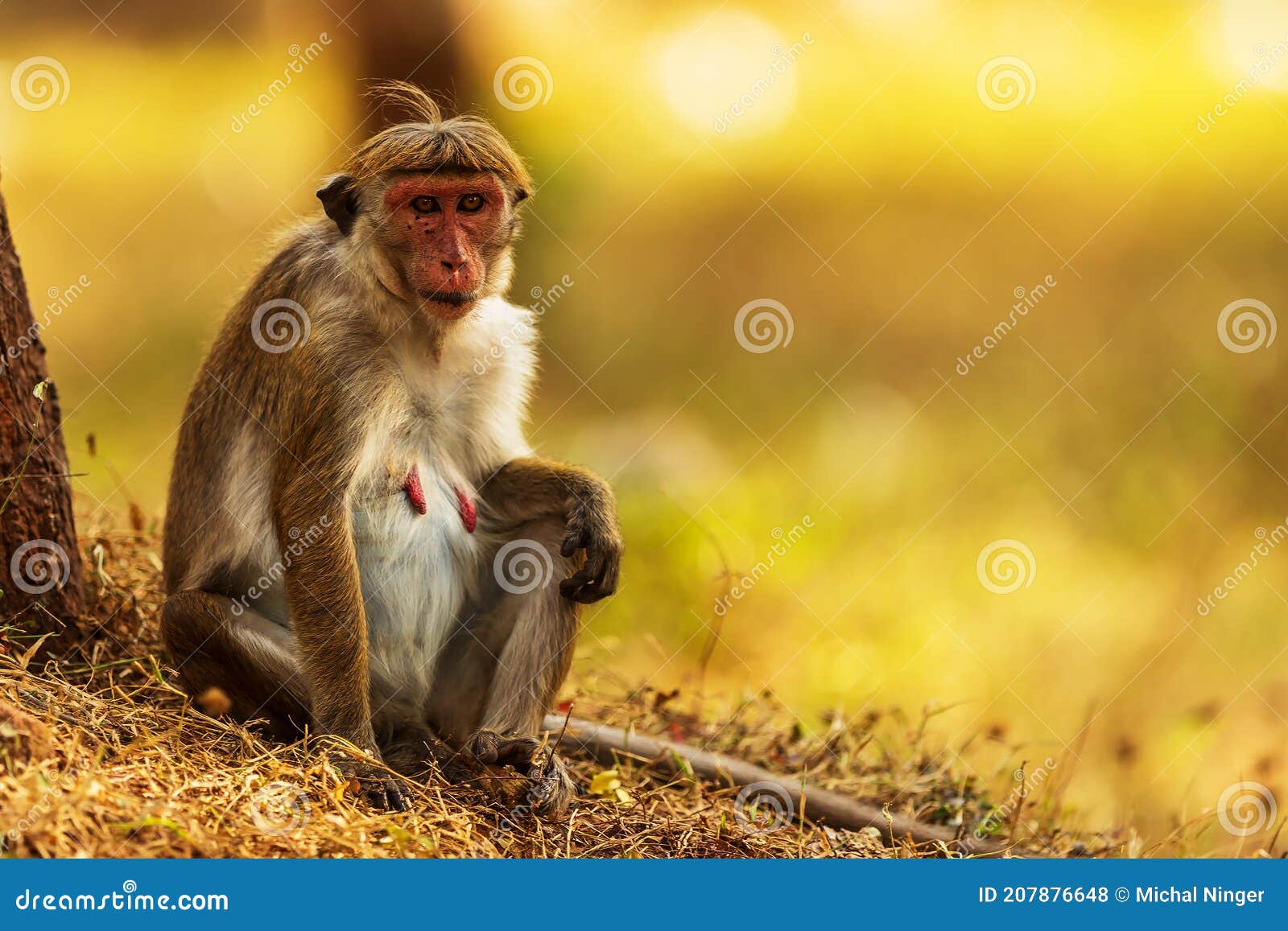 Female Macaques Macaca in Sri Lanka Stock Photo - Image of love ...