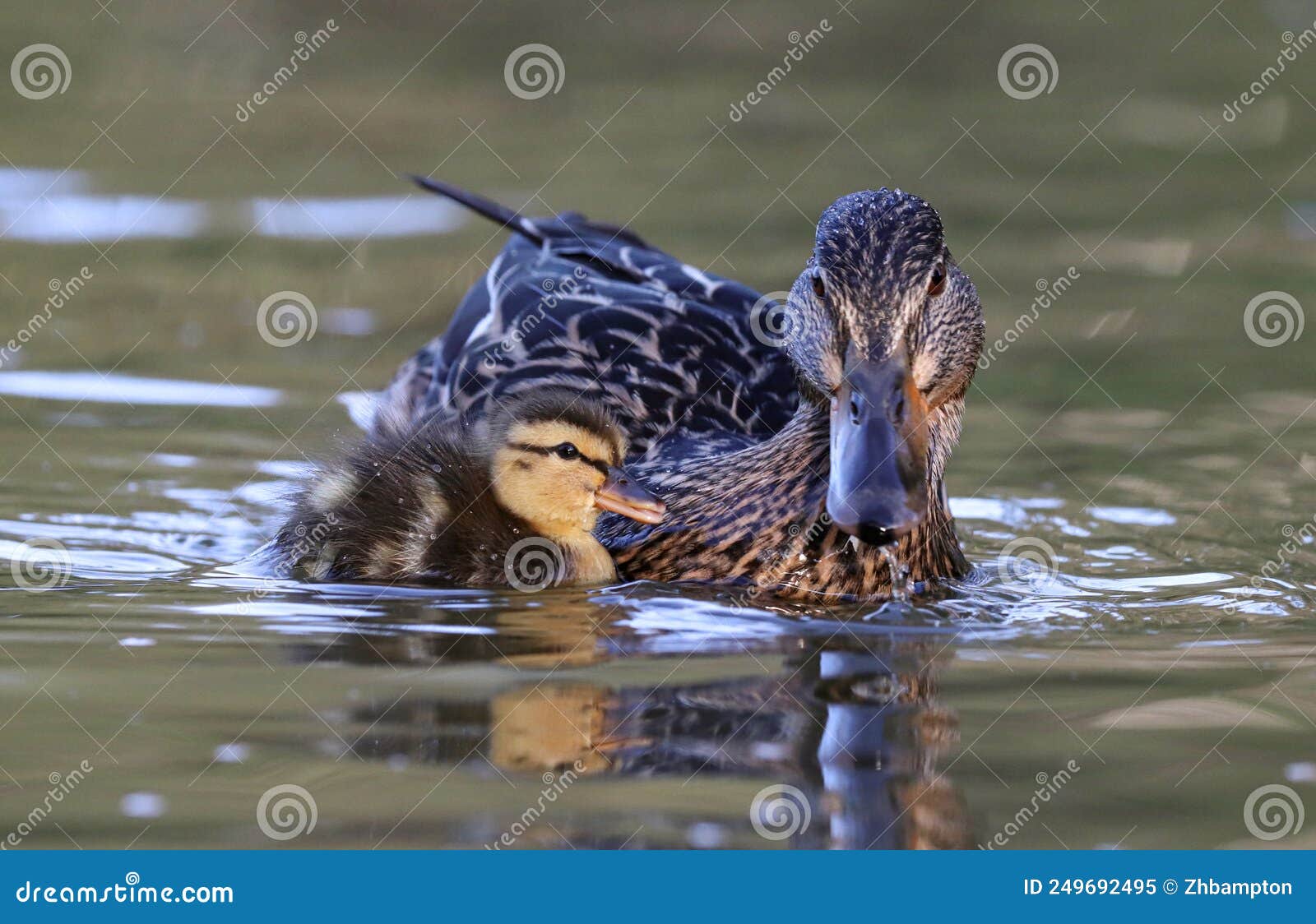 Malard Duck Is Also Known As Wild Duck. Male Bird On Grass And Lake ...