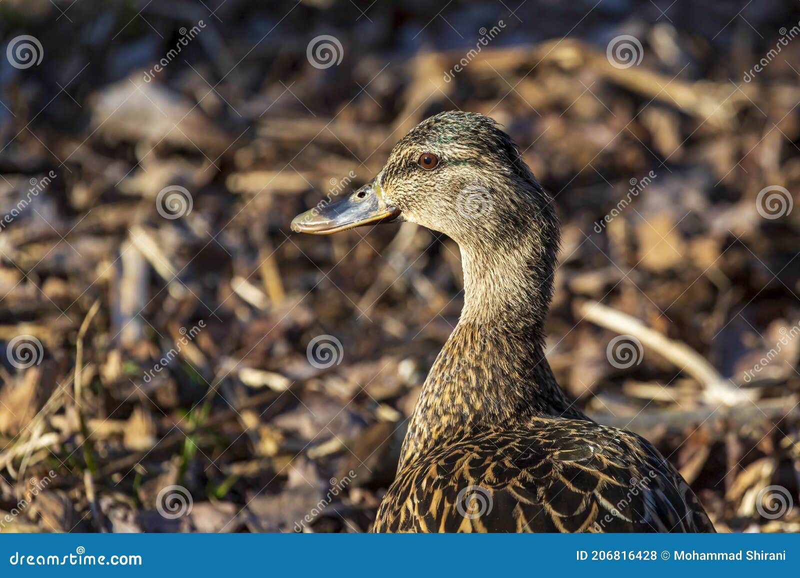 Female malard duck stock photo. Image of portrait, pool - 206816428
