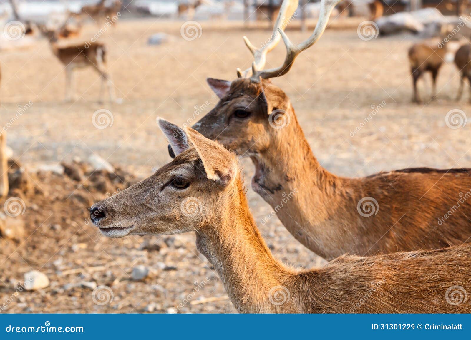 Female and male wild dear stock image. Image of brown - 31301229