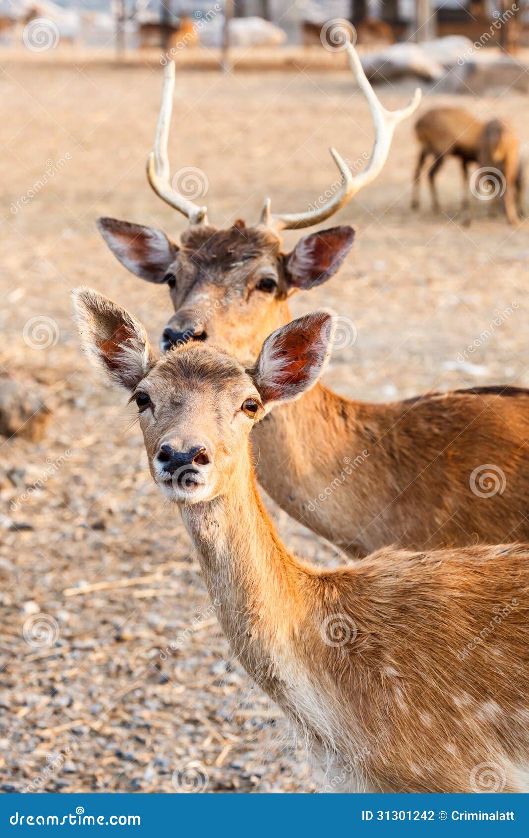 Female and male wild dear stock photo. Image of animal - 31301242