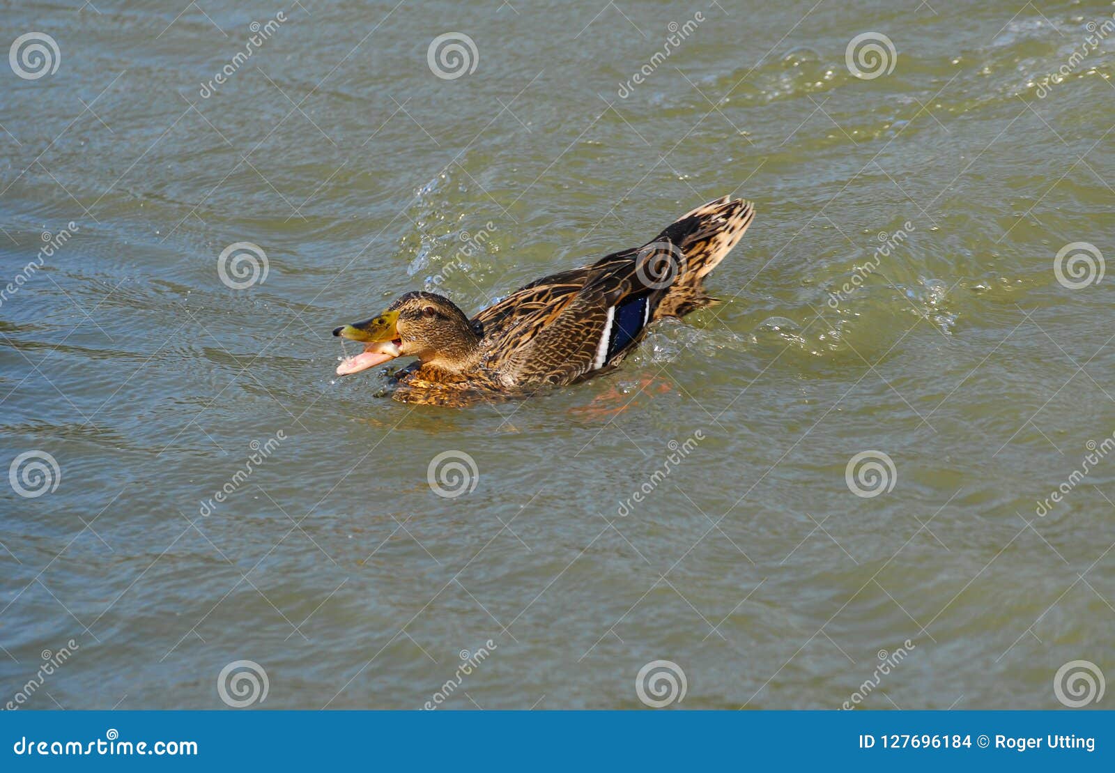 A Female Mallard attack stock photo. Image of ornithology - 127696184