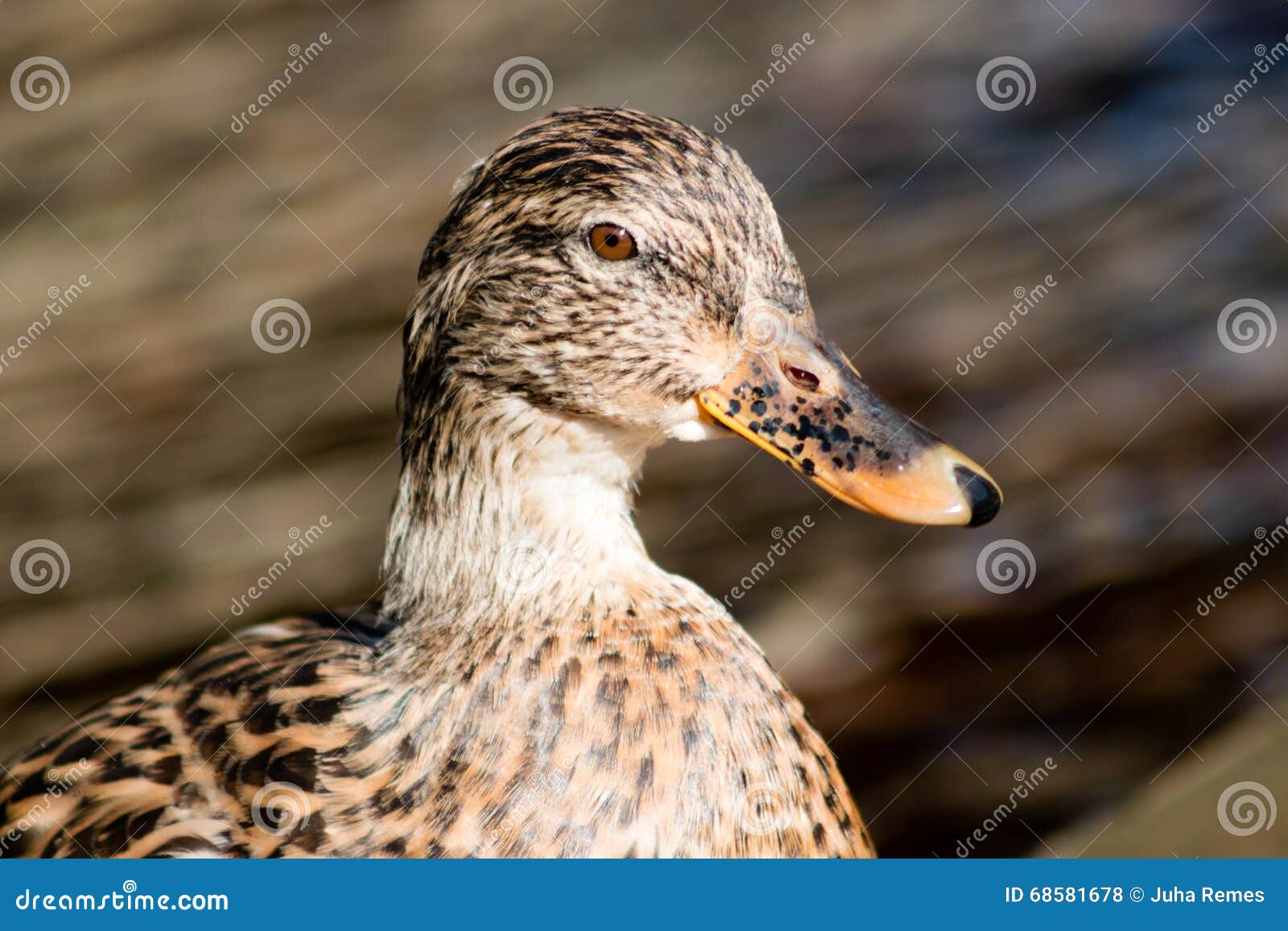 Female Mallard stock photo. Image of game, gray, nature - 68581678