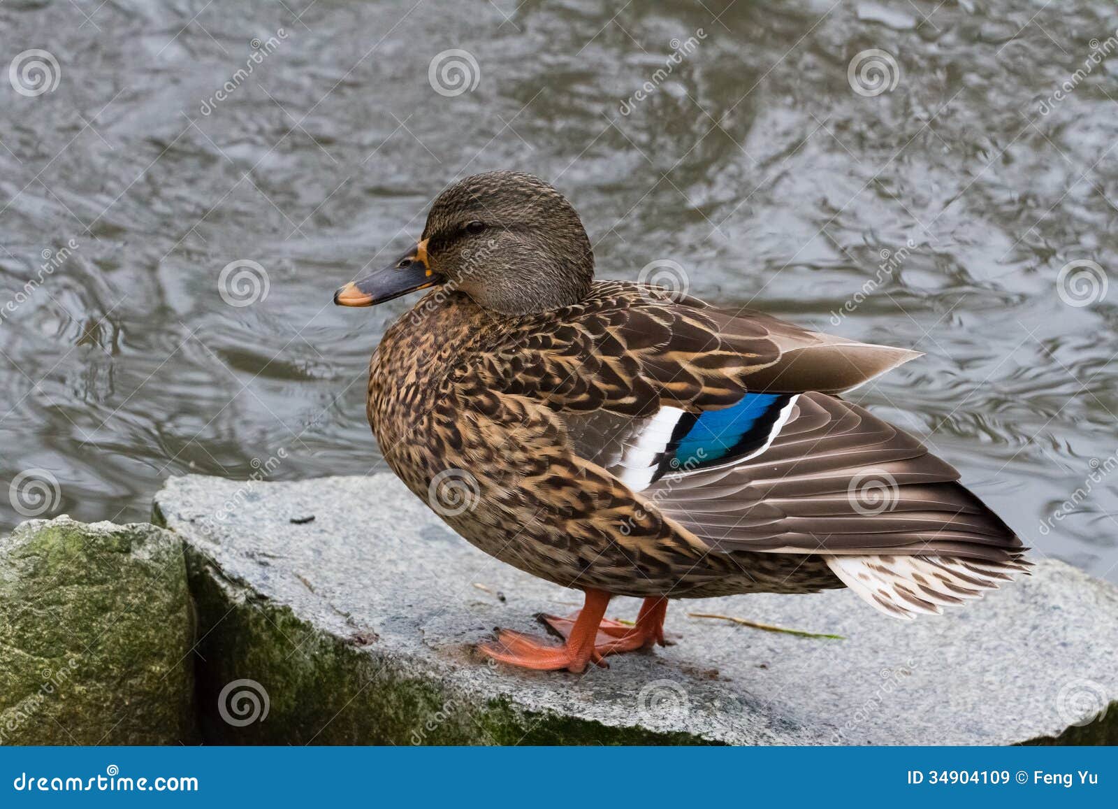 Female Mallard stock image. Image of mallard, close, wild - 34904109