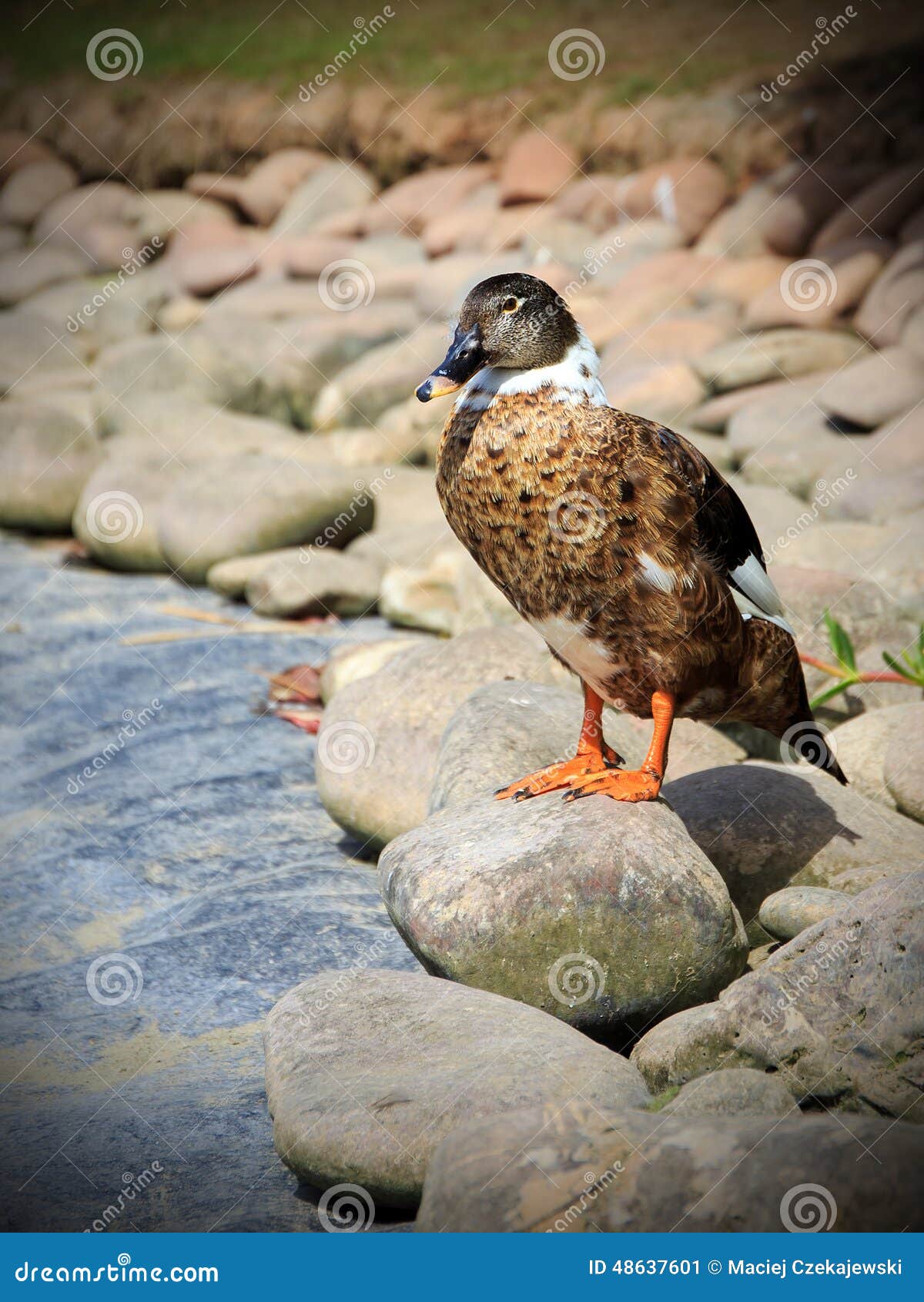 Female mallard duck stock image. Image of africa, feather - 48637601
