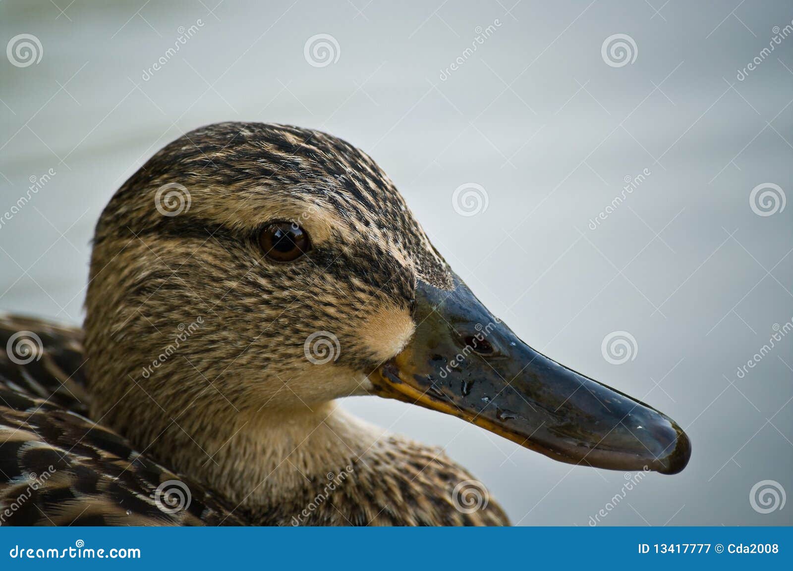 Female Mallard Duck Close-up Stock Image - Image of close, duck: 13417777