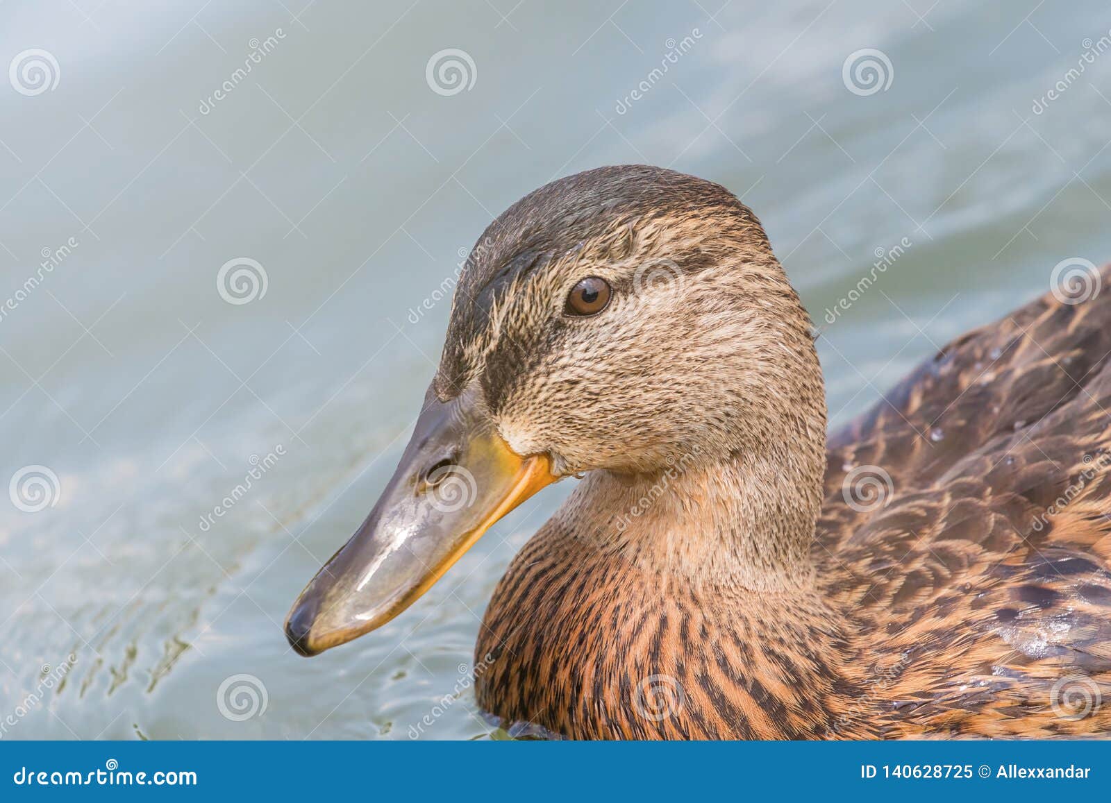 Female Mallard Duck Close Up Stock Image - Image of beautiful, bird ...