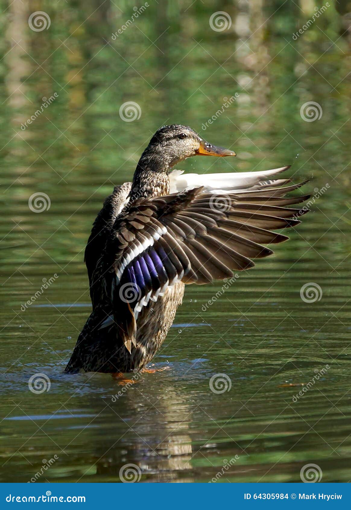 Female Mallard Duck Isolated Stock Photo | CartoonDealer.com #39586458